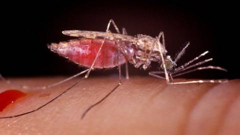 Call for 'radical action' on drug-resistant malaria - BBC News