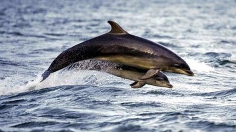 Eco centre to spot Aberdeen harbour dolphins opens - BBC News