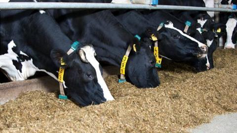RTLS: The technology tracking cows to make them happy - BBC News