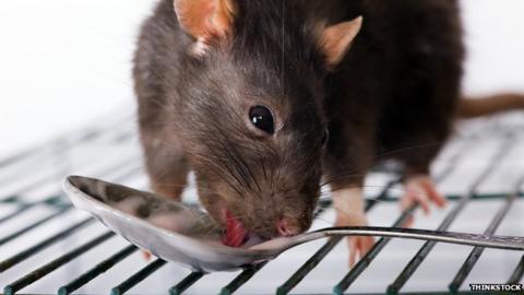Rat meat and Chinese food safety - BBC News