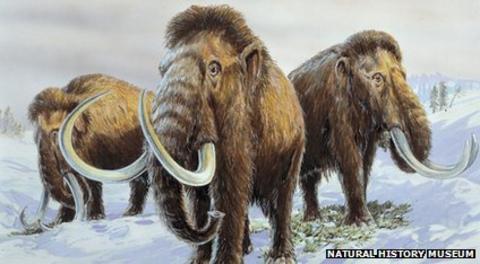 Ancient woolly mammoth Yuka goes on display in Japan - BBC Newsround
