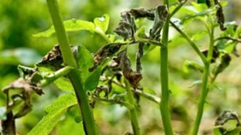 Irish potato famine pathogen identified - BBC News