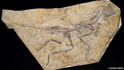 Archaeopteryx restored in fossil reshuffle - BBC News