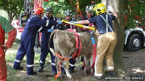 Cow gets head stuck in a tree in Shrewsbury - BBC News