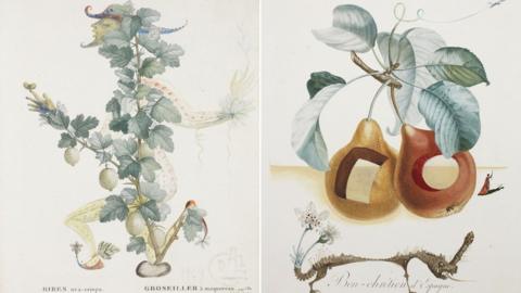 In pictures: Salvador Dali fruit watercolours - BBC News
