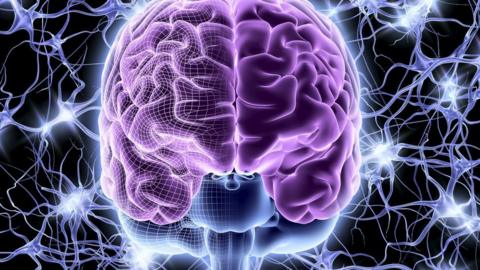 Physics of brain wrinkles copied in a jar - BBC News