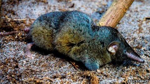 New species of super-strong 'Hero Shrew' discovered - BBC News