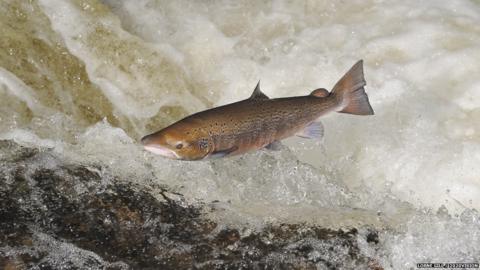 Photographers capture amazing wildlife in the UK - BBC Newsround