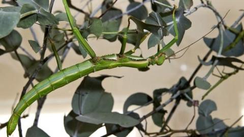 Stick insect leads antibiotic hunt, Norwich researchers say - BBC News