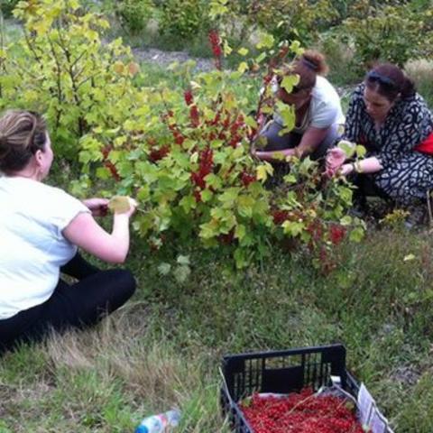 How 'gleaners' are helping farmers target food waste - BBC News