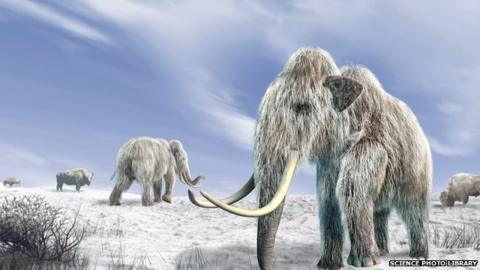 DNA study suggests hunting did not kill off mammoth - BBC News