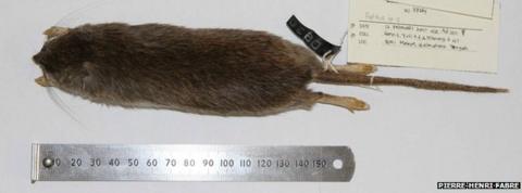 New spiny rat discovered in 'birthplace of evolution' - BBC News