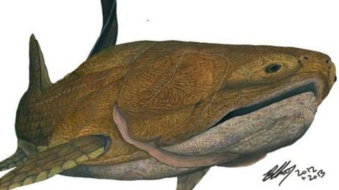 Alberta 'creationist' finds 60m-year-old fish fossils - BBC News