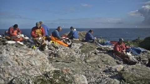 Gaga for guga: Ten things on Scottish island delicacy - BBC News