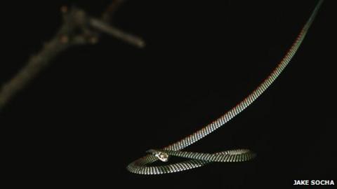 Secrets of flying snakes revealed - BBC News