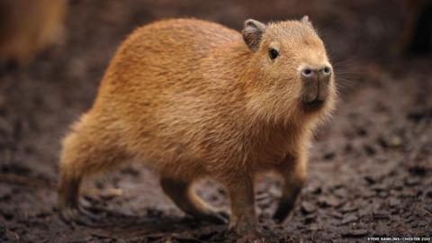 Capybara triplets born at Chester Zoo - BBC Newsround