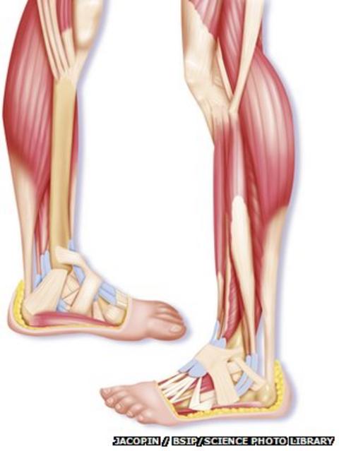 The incredible human hand and foot - BBC News