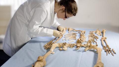 Dorset's Viking mass grave skeletons on display in London - BBC News