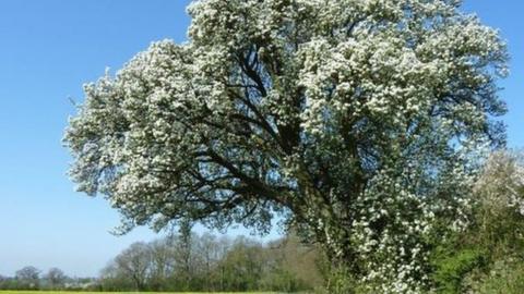 HS2 route Cubbington pear is 2015 'Tree of the Year' - BBC News