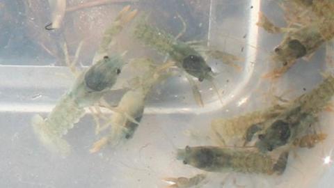 'Incredible population' of crayfish near roundabout - BBC News