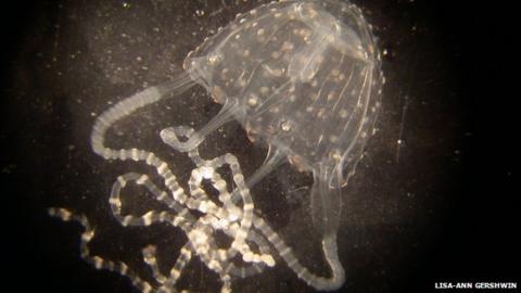 Forecast possible for Irukandji box jellyfish blooms - BBC News