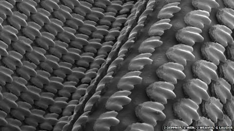 3D printing reveals the power of shark skin - BBC News