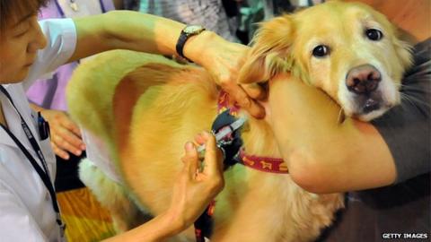 Experts' anger over 'invisible' rabies death toll - BBC News