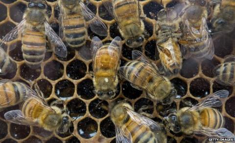 US sets up honey bee loss task force - BBC News