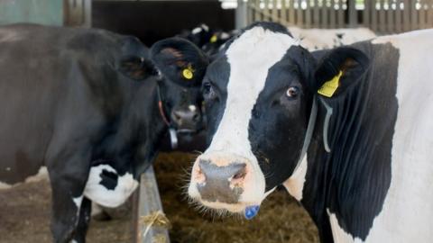 Badgers may not spread TB to cattle through direct contact - BBC News