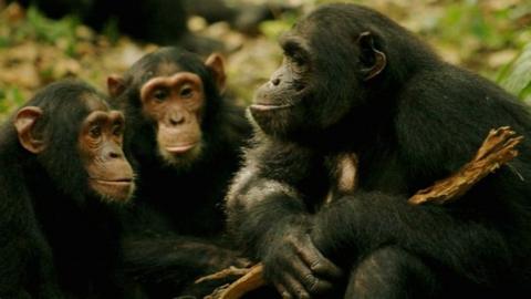 Primate tool-use: Chimpanzees make drinking sticks - BBC News