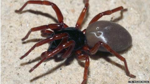 New kind of six-eyed spider found - BBC News
