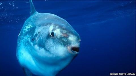 Warm seas bring in exotic species - BBC News