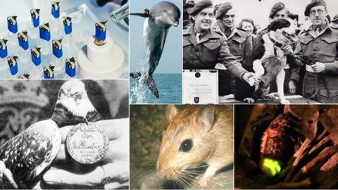 Are animals the best allies in war? - BBC News