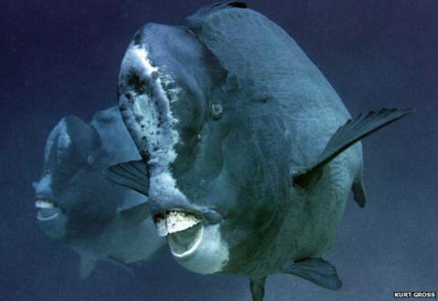 Coral munching bumphead fish give insight into conservation - BBC News