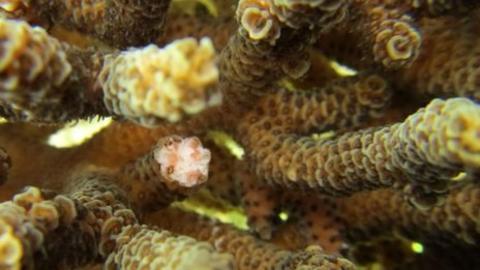 How corals stir up their world - BBC News