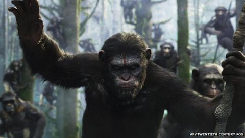 Monkey leaders and followers have 'specialised brains' - BBC News