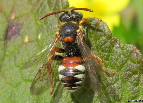 Two rare bee species discovered on Cornwall nature reserve - BBC News