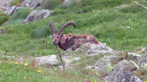 My family and other ibex - BBC News