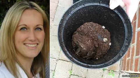Toad survives six months in Asda compost bag - BBC News