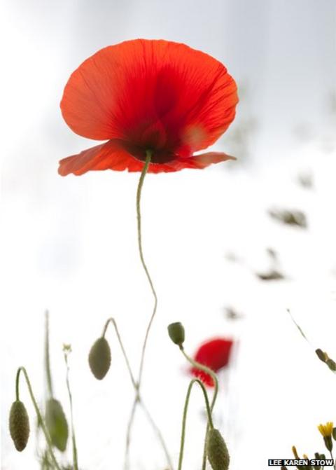 In pictures: Poppies and remembrance - BBC News
