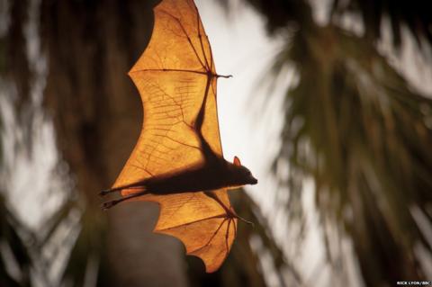 In pictures: Wonders of the monsoon - BBC News
