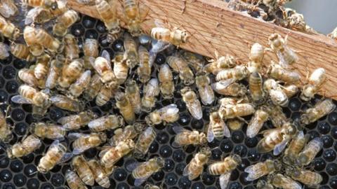 Flying threat: Why are killer bees so dangerous? - BBC News