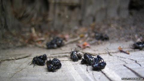 Aussie bees fight 'hive wars' - BBC News