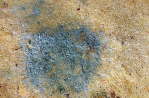 How safe is mouldy food to eat? - BBC News