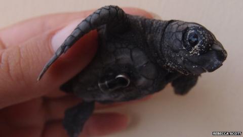 Tiny turtles tracked on swimming frenzy - BBC News
