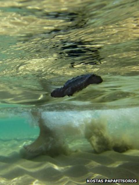 Tiny turtles tracked on swimming frenzy - BBC News