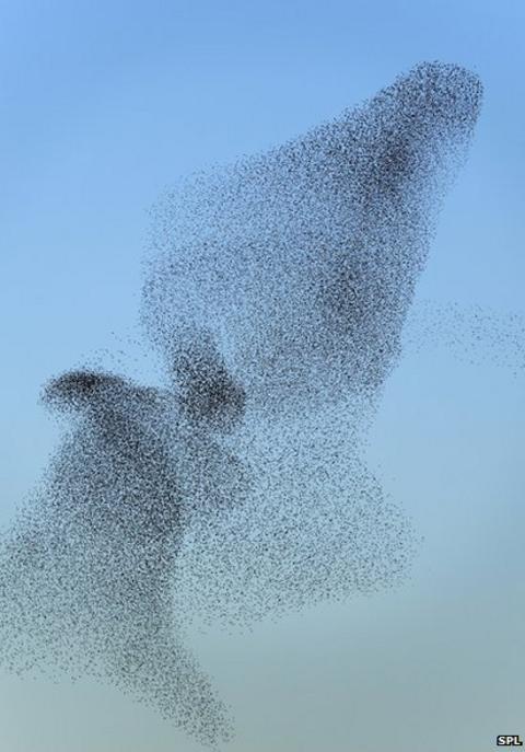 Starlings: Mapping and modelling the ballet of the skies - BBC News