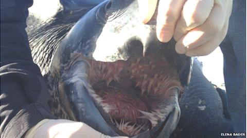 Probe into death of rare leatherback turtle near Dunbar - BBC News