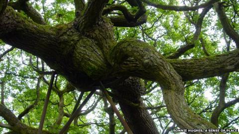 The Allerton Oak: Legends of Liverpool's 1,000-year-old tree - BBC News