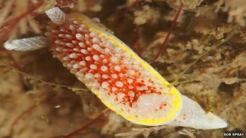 'Spectacular' rare sea slugs found on Pembrokeshire coast - BBC News